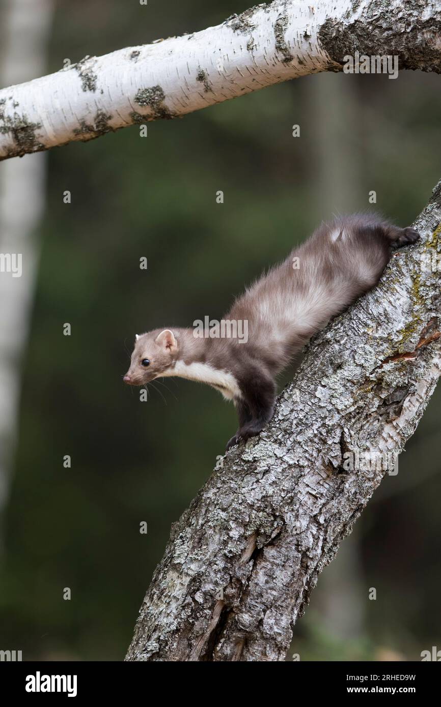 Steinmarder, Martes foina, stone marten Stock Photo - Alamy