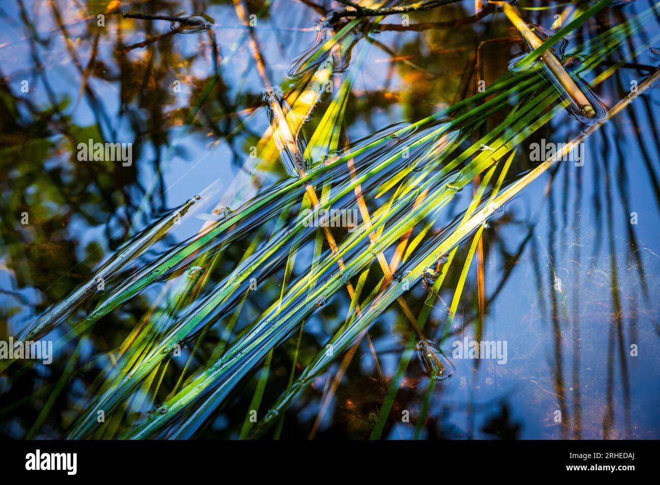 Natural background water surface reeds hi-res stock photography and ...