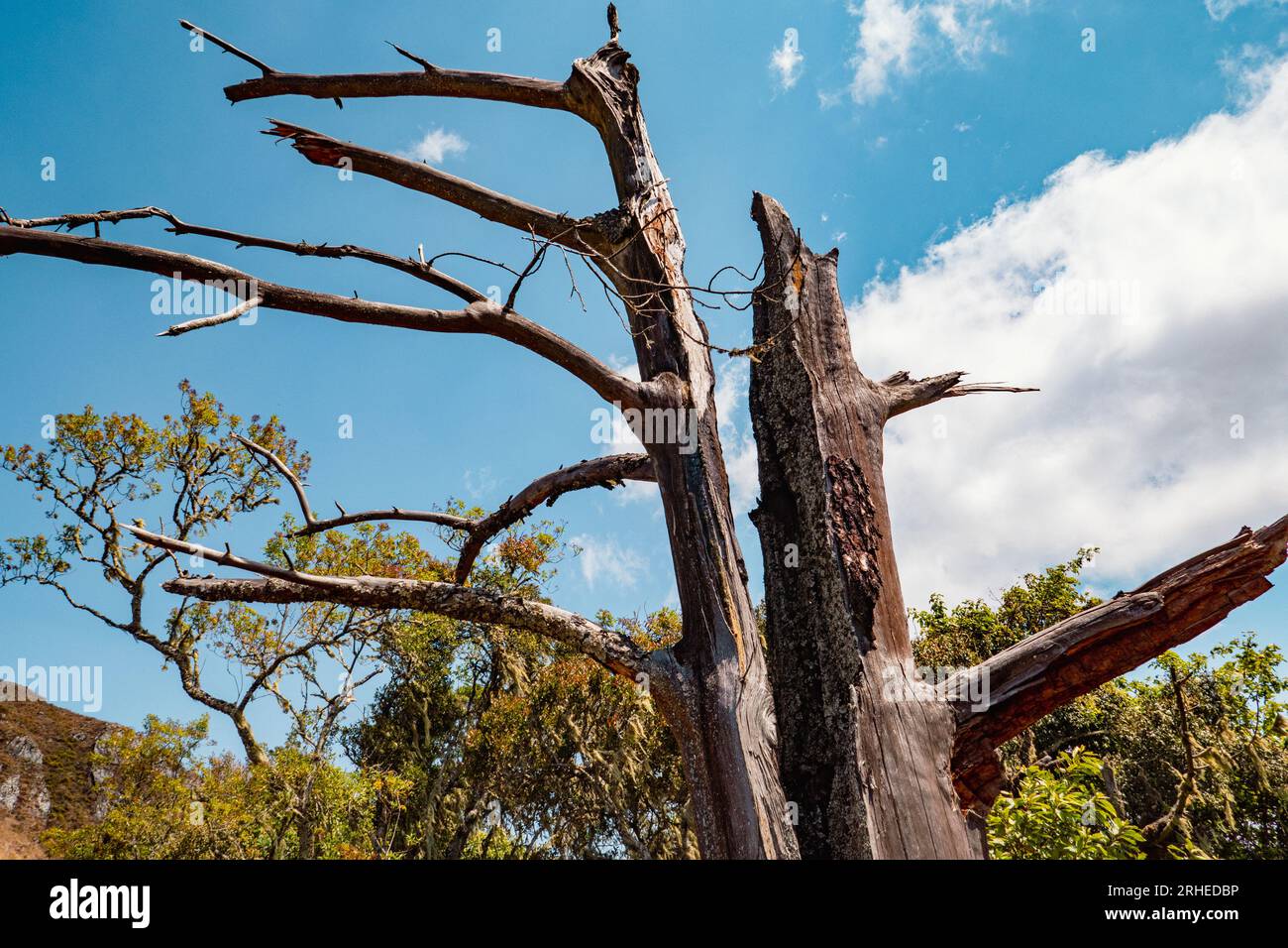 Scenic view of a dead tree struck by lightning at Mbeya Peak in ...