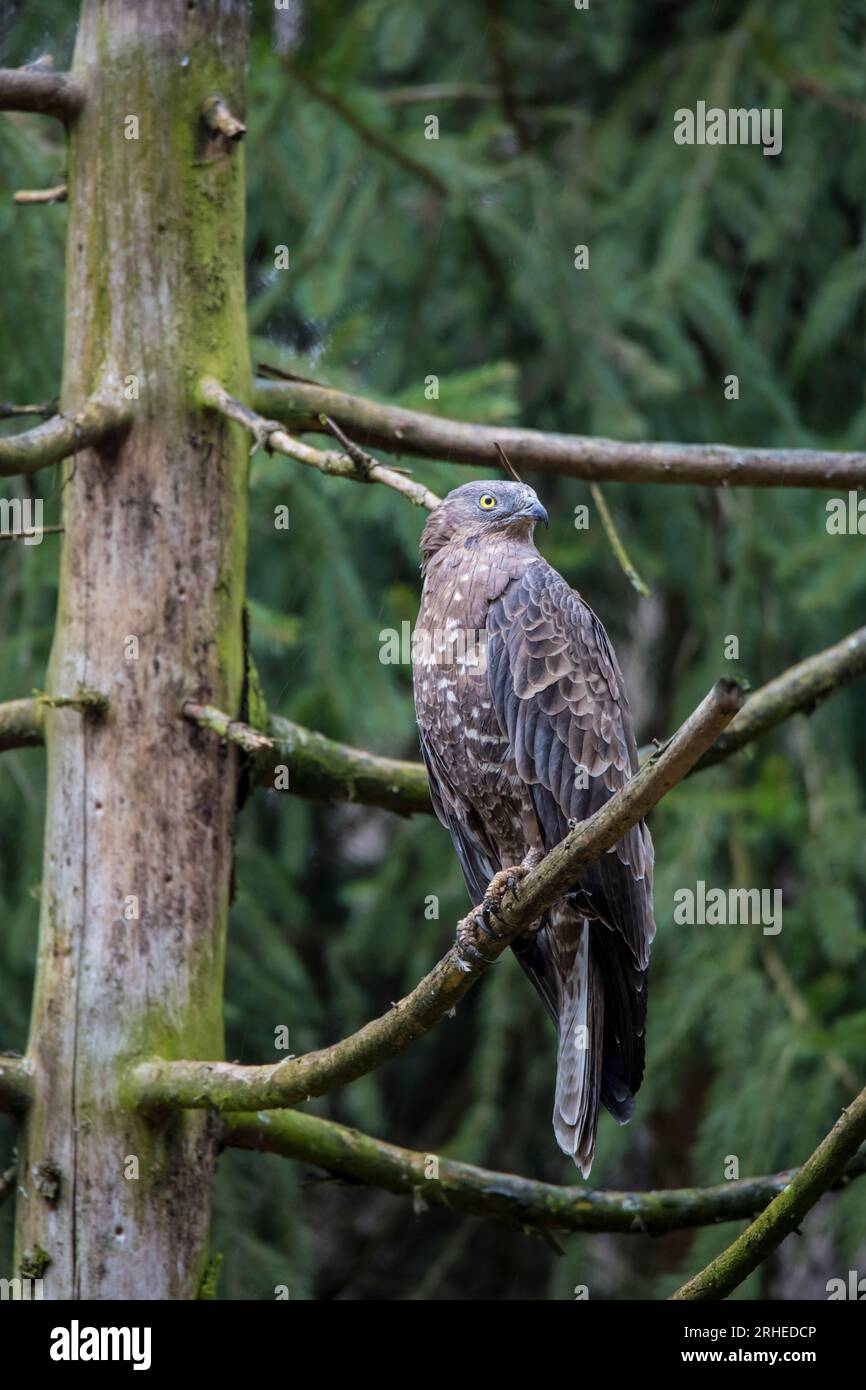 Female buzzards hi-res stock photography and images - Alamy