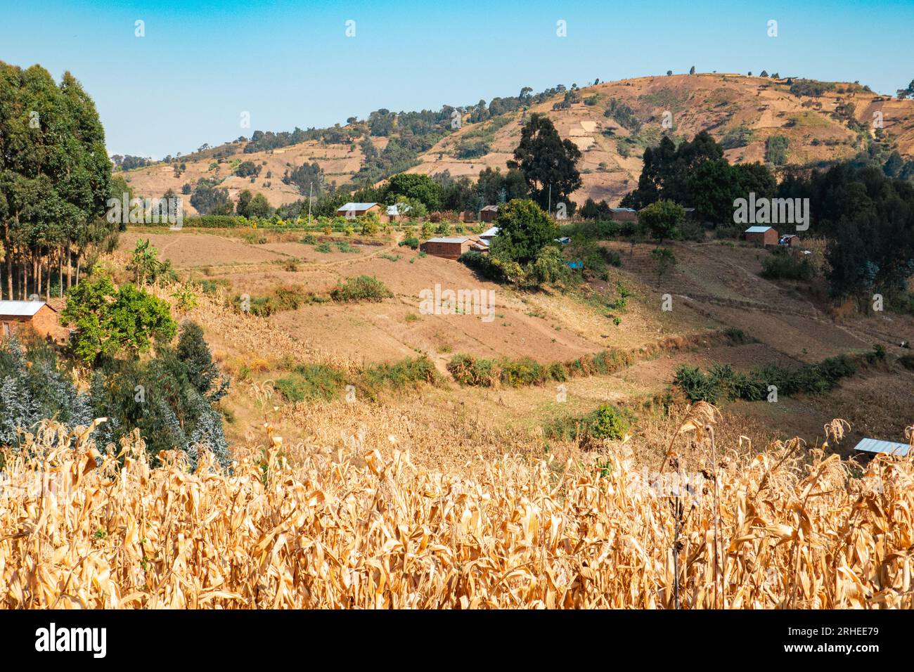 Scenic view of small scale maize farms with houses at Mbeya Town in ...