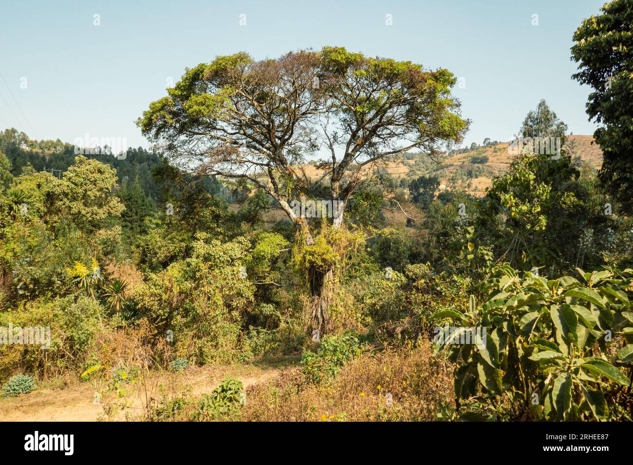 African landscape with acacia tree and dirt road in Mbeya, Tanzania ...