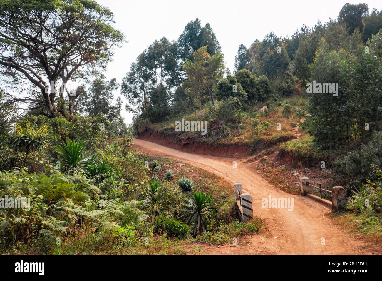 African landscape with acacia tree and dirt road in Mbeya, Tanzania ...