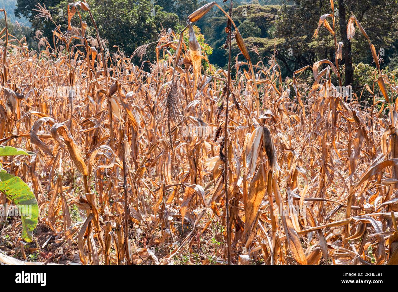 Scenic view of small scale maize farms with houses at Mbeya Town in ...