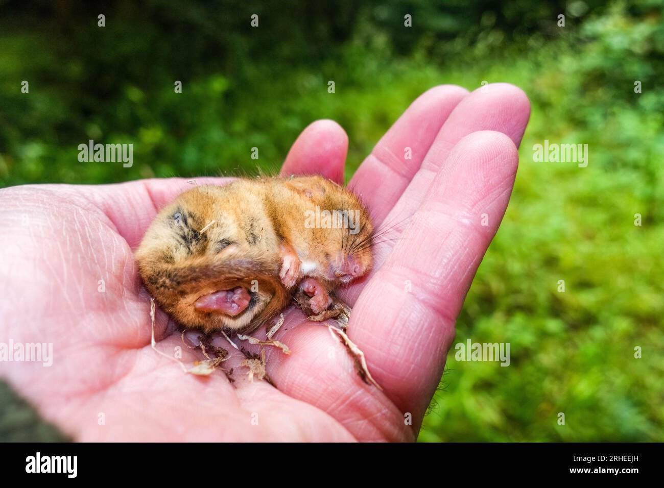 A torpid Hazel dormouse (Muscardinus avellanarius) being handled for ...