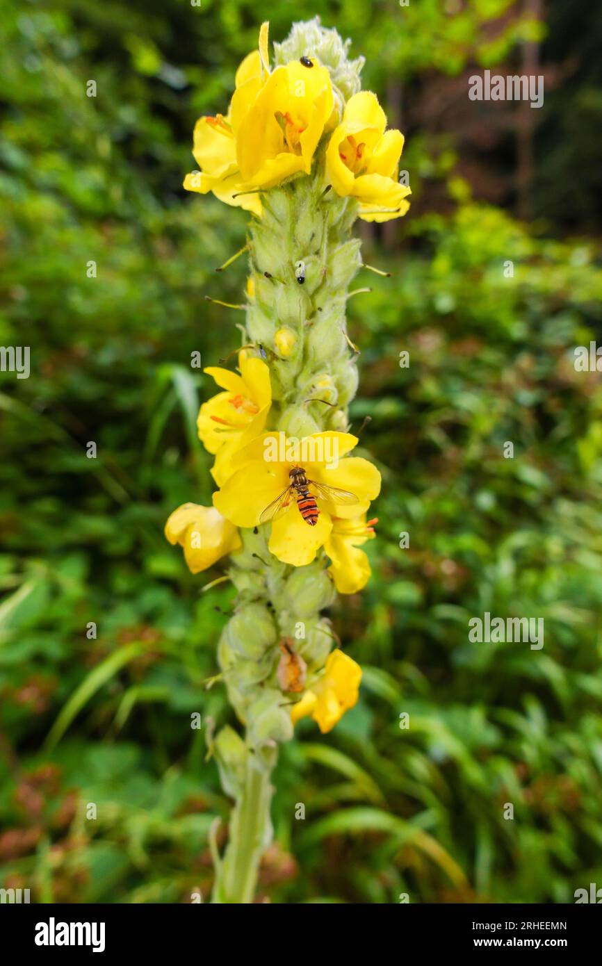 Great mullein (Verbascum thapsus) with Hover-fly collecting nectar ...