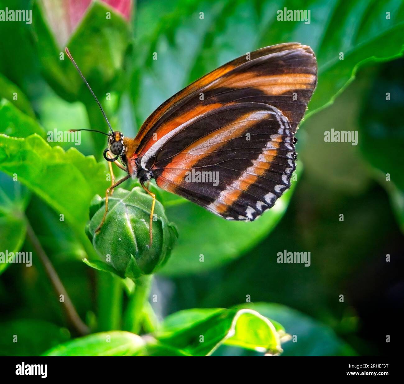 Zebra long wing butterflies hi-res stock photography and images - Alamy