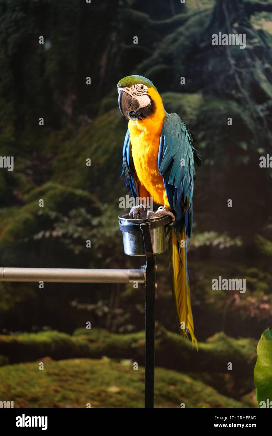 Stunning blue plumage hi-res stock photography and images - Alamy