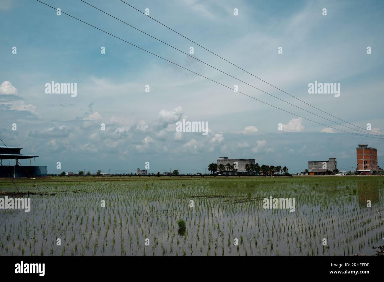 Paddy ecosystem hi-res stock photography and images - Alamy
