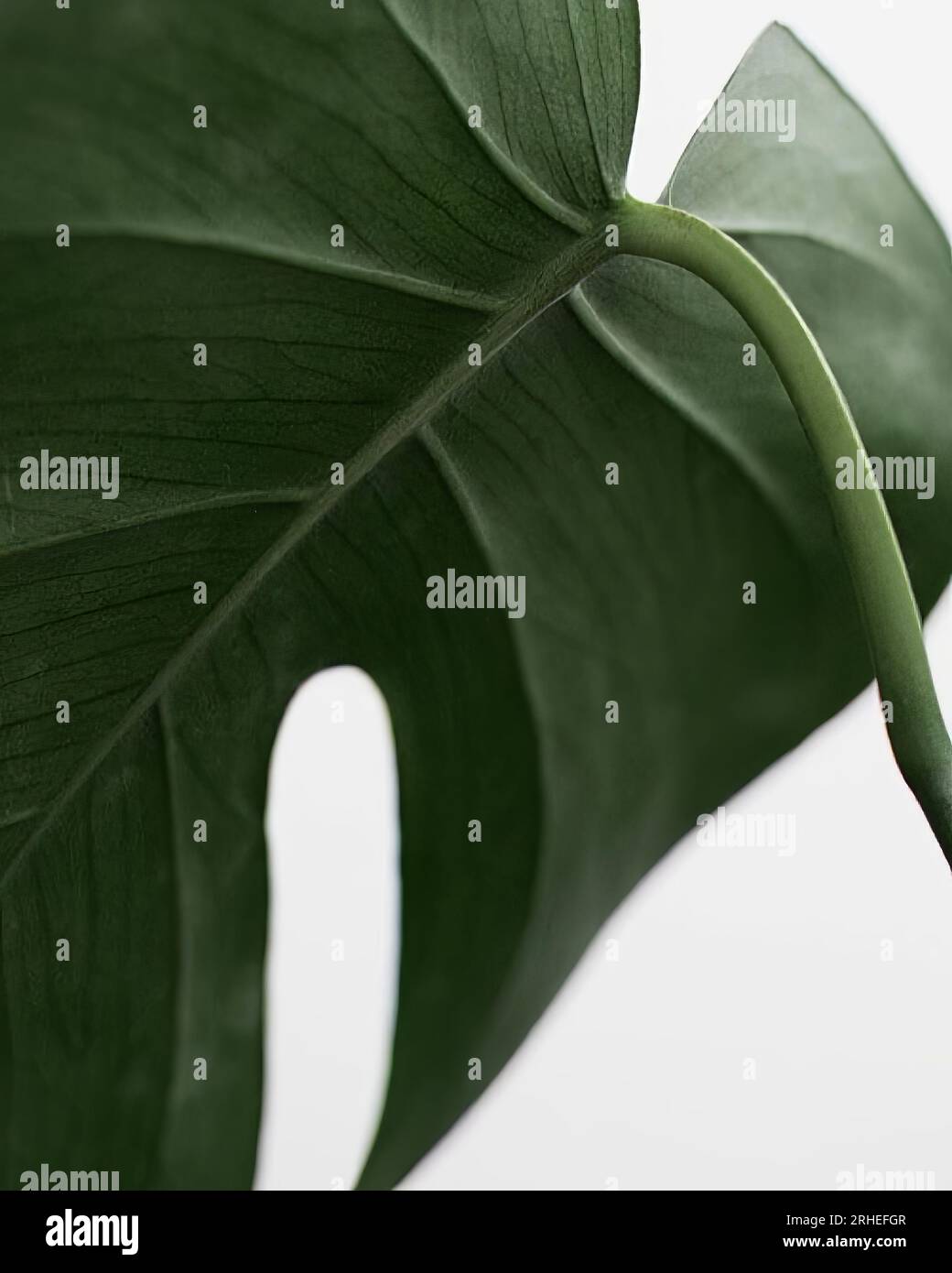 monstera seen from the back the veins of its leaves the patterns green ...