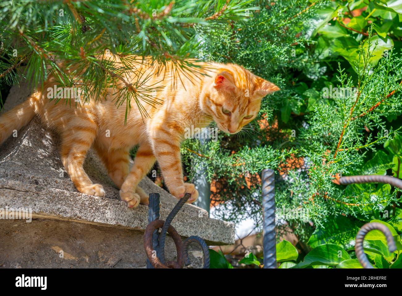 Gato tabby naranja hi-res stock photography and images - Alamy