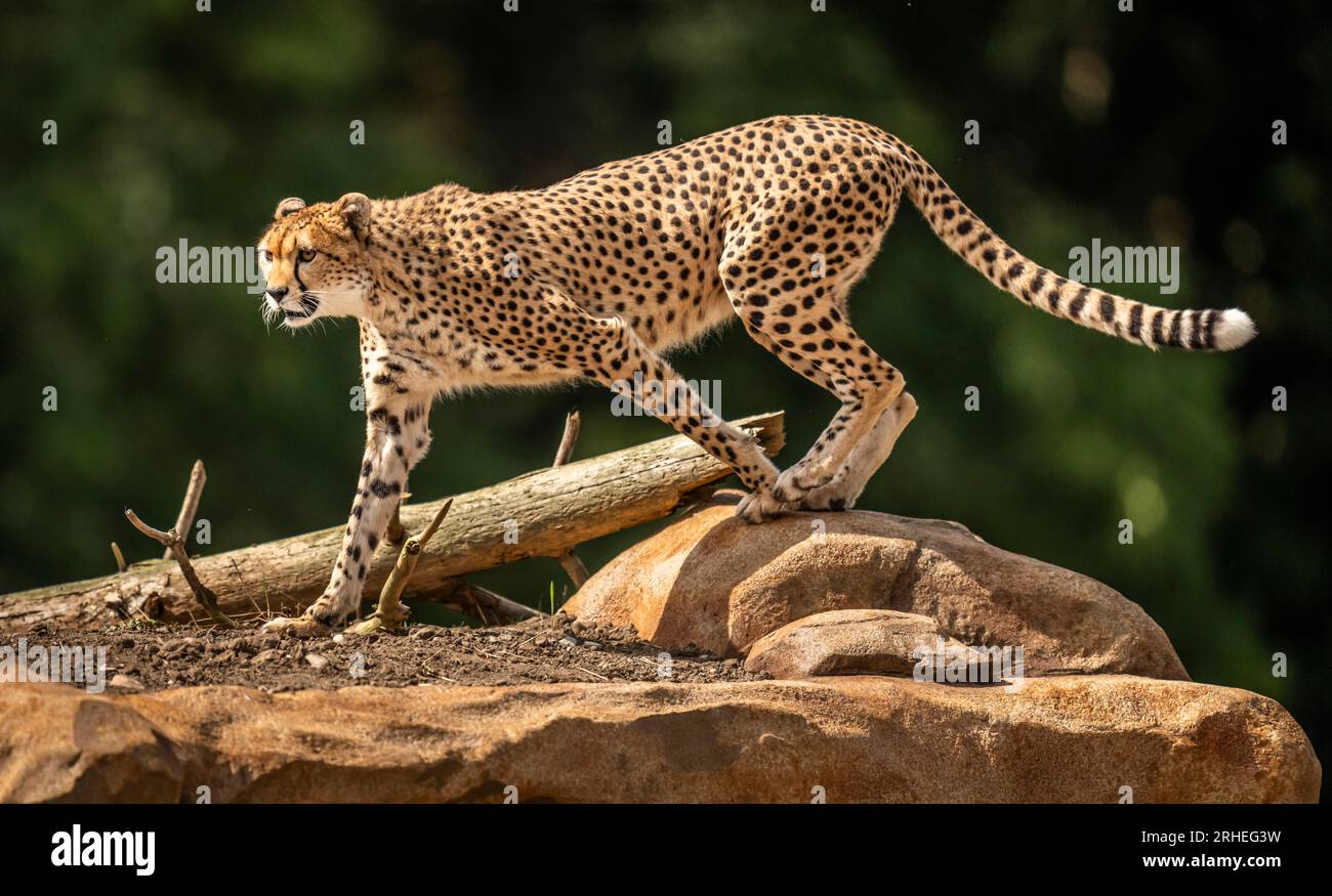 Cheetah Darcy explores her newly-developed Cheetah Territory that ...