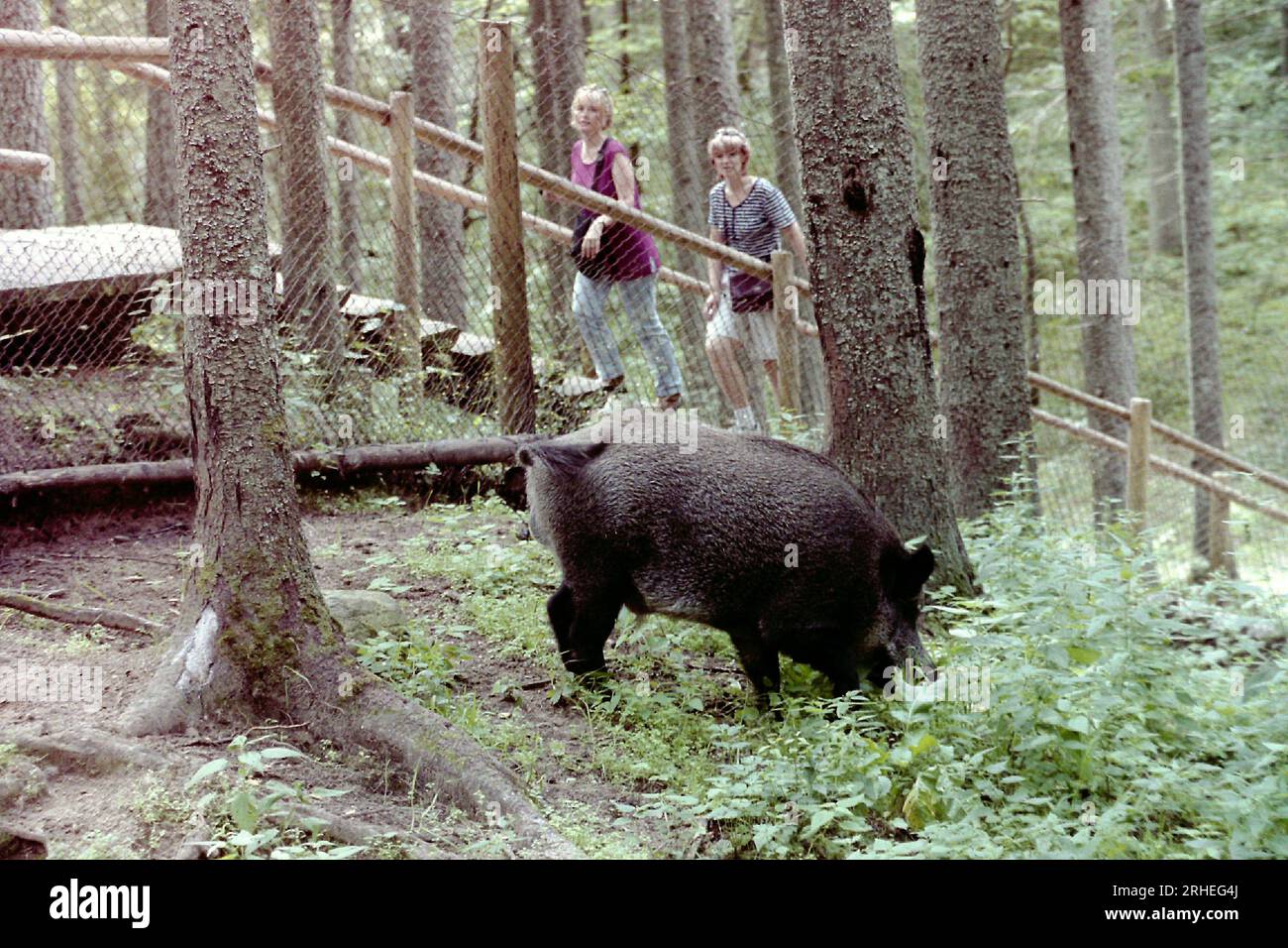 Wild animals in the reserve on the territory of the Gauja National Park ...