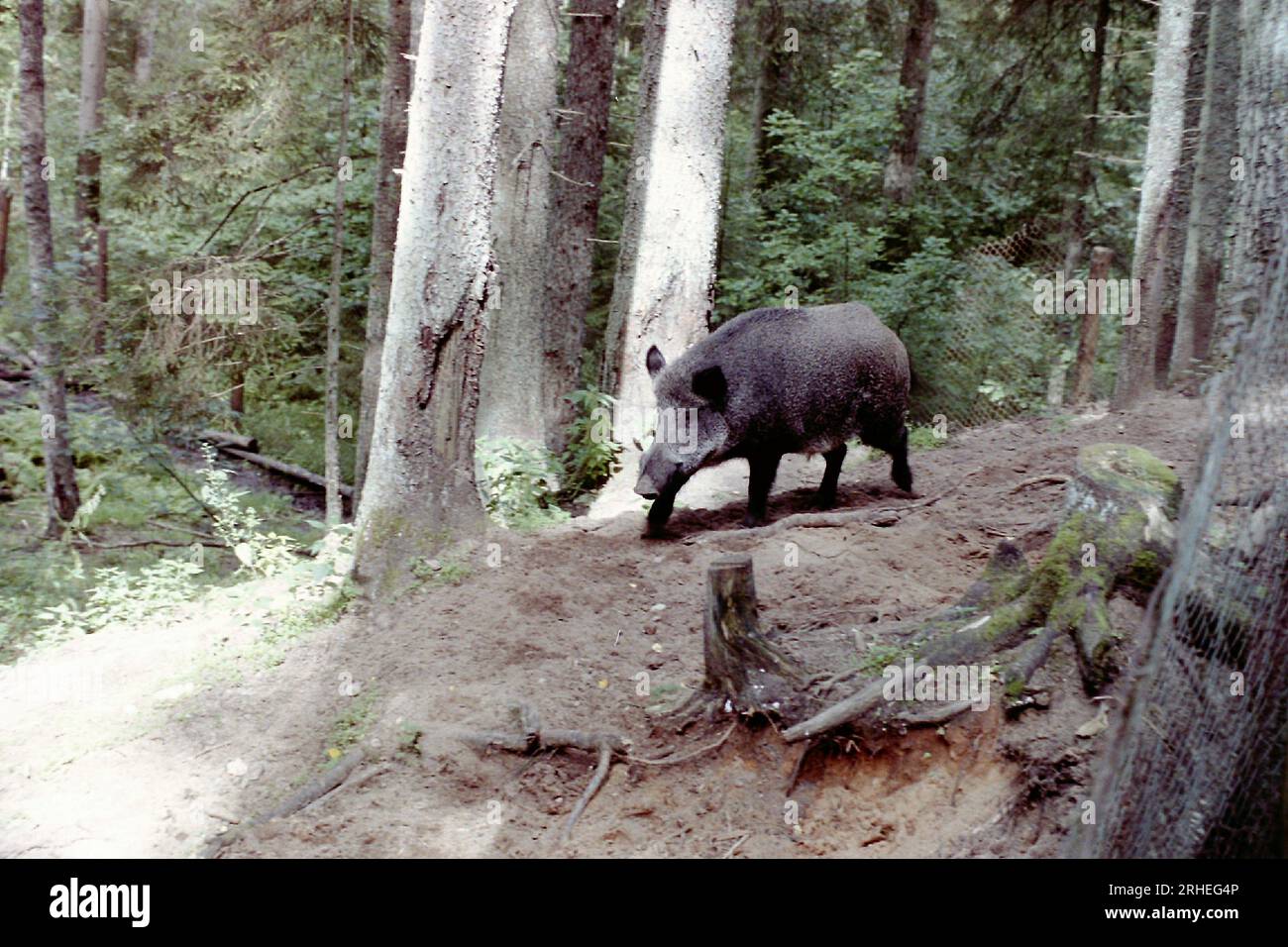 Wild animals in the reserve on the territory of the Gauja National Park ...