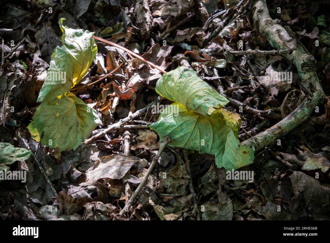 Curled leaves hi-res stock photography and images - Alamy