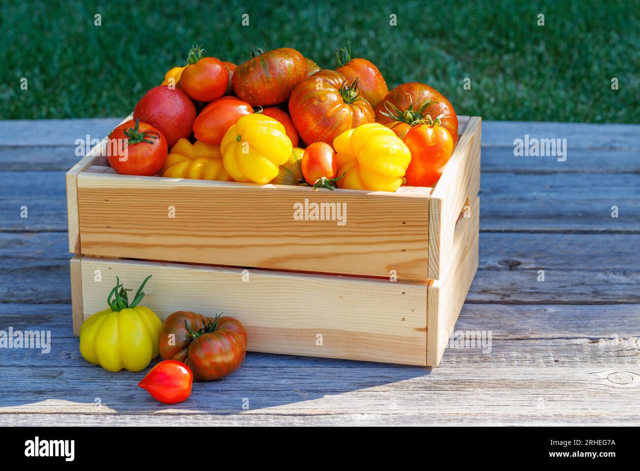 Assorted tomatoes in rustic crate on garden table Stock Photo - Alamy