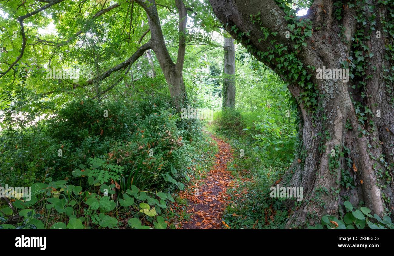 An inviting leaf covered pathway through a forest with shrub and mature ...
