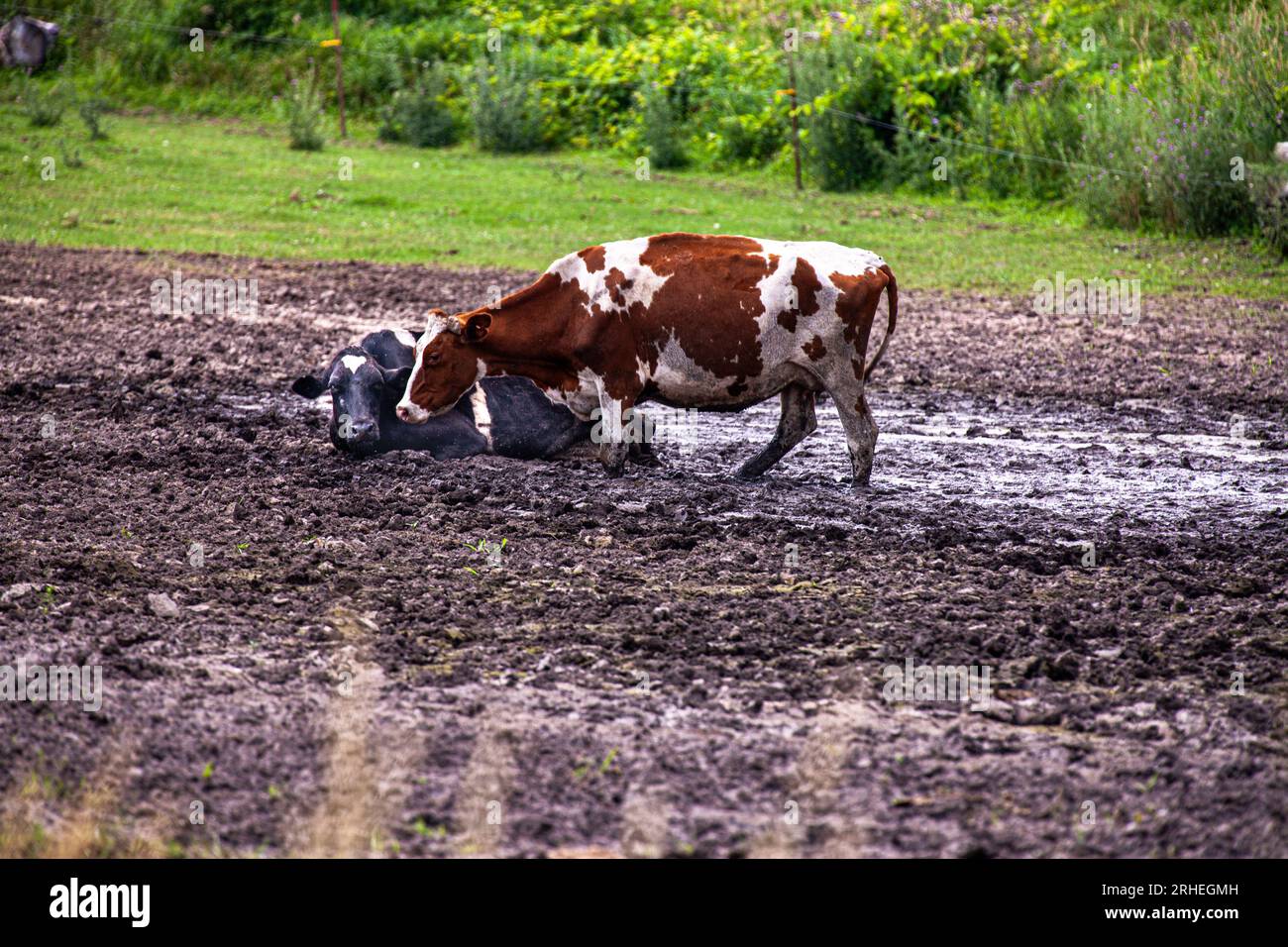2 cows in mud Stock Photo - Alamy