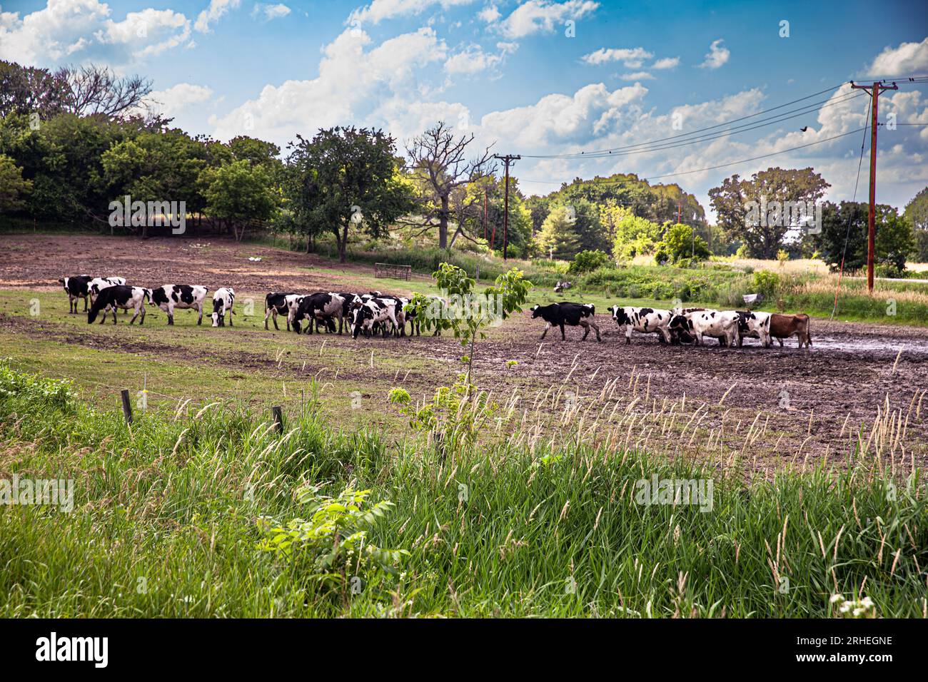 Cows with plants hi-res stock photography and images - Alamy