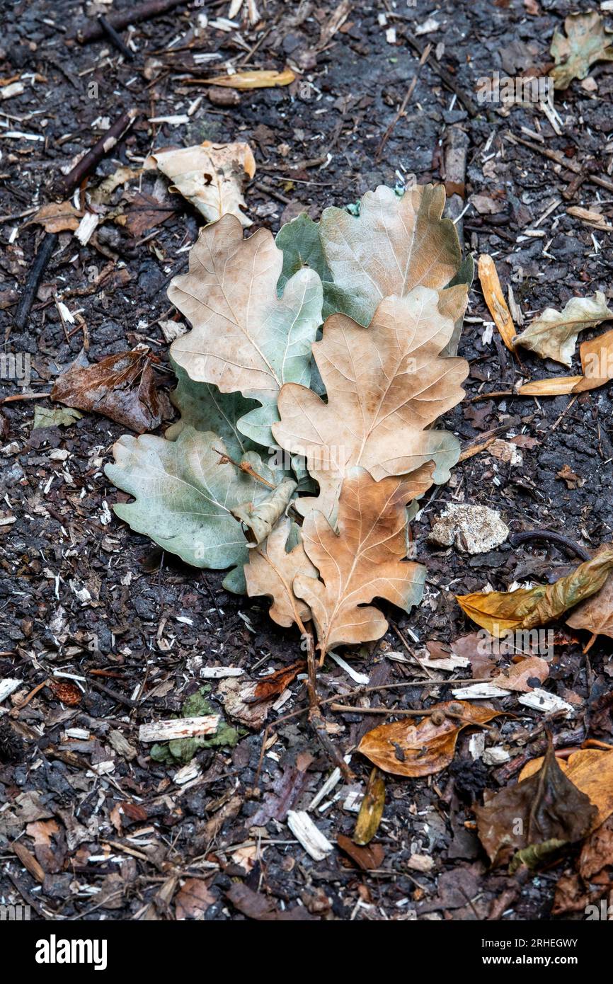 A small collection of fallen dry oak leaves ranging from pale green to brown on a woodland floor ...