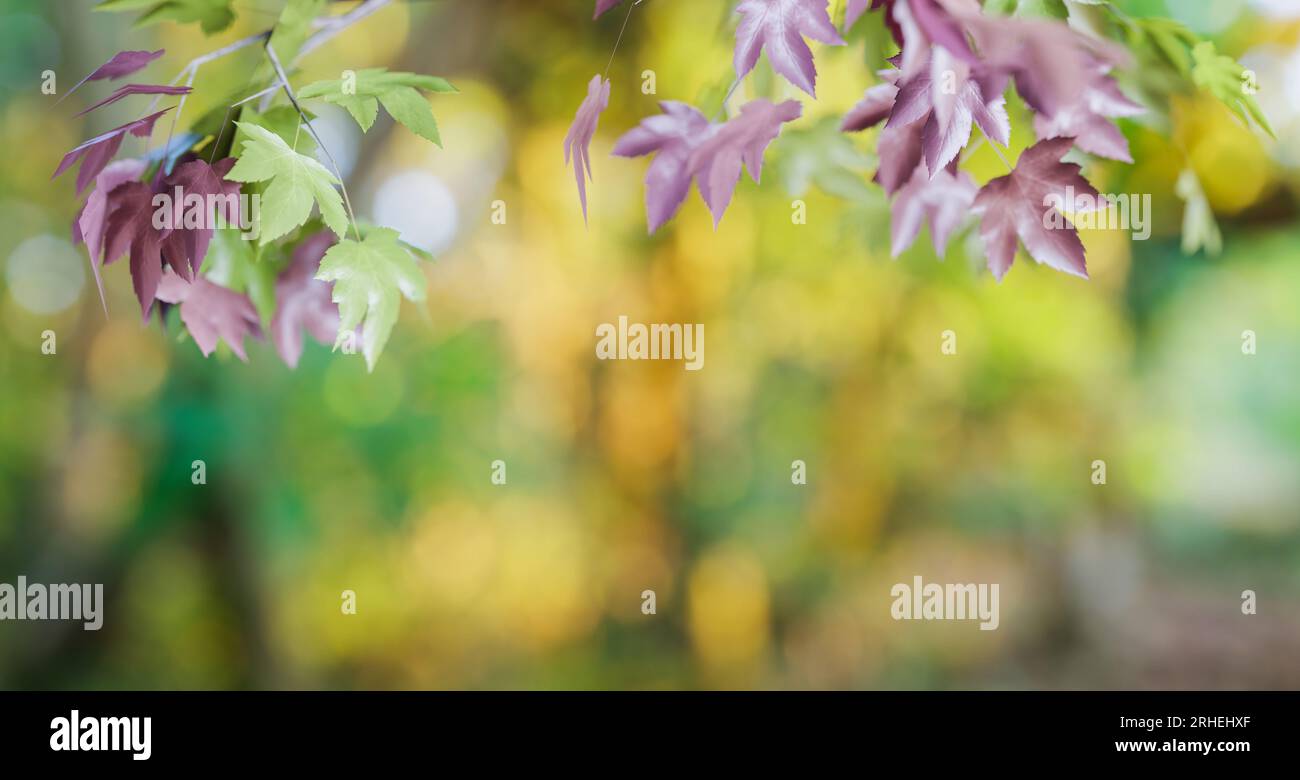 Autumn leaf with blur background, 3d illustrations rendering Stock ...