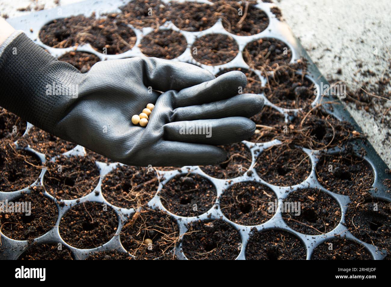 Farmers are planting seeds in seedling trays Stock Photo - Alamy