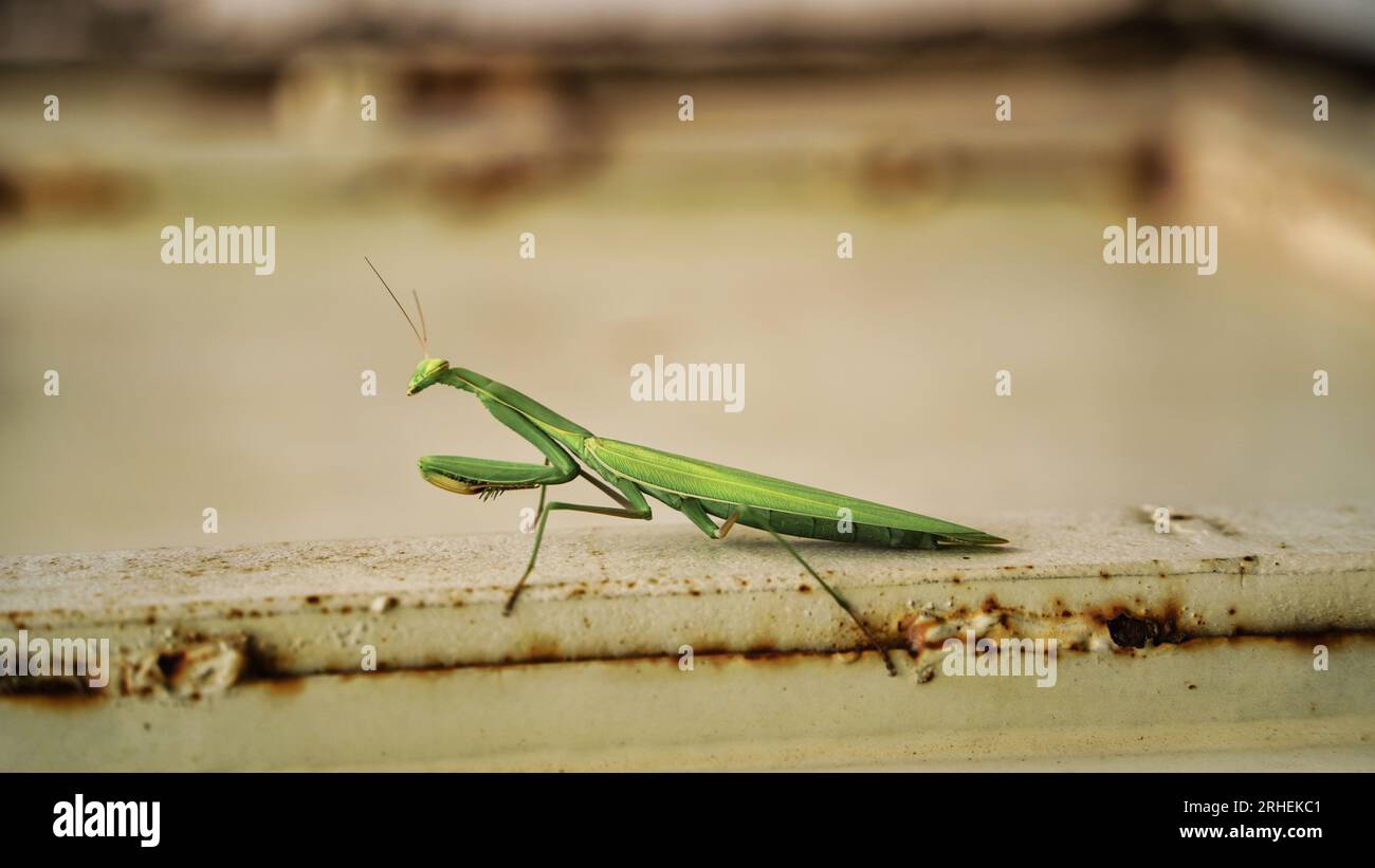 Tidda (Grasshoppers) are typically ground-dwelling insects with ...