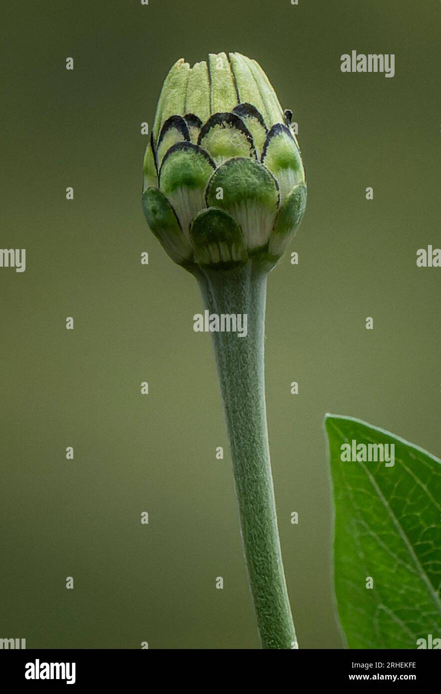 Sunflower pod unopened hi-res stock photography and images - Alamy