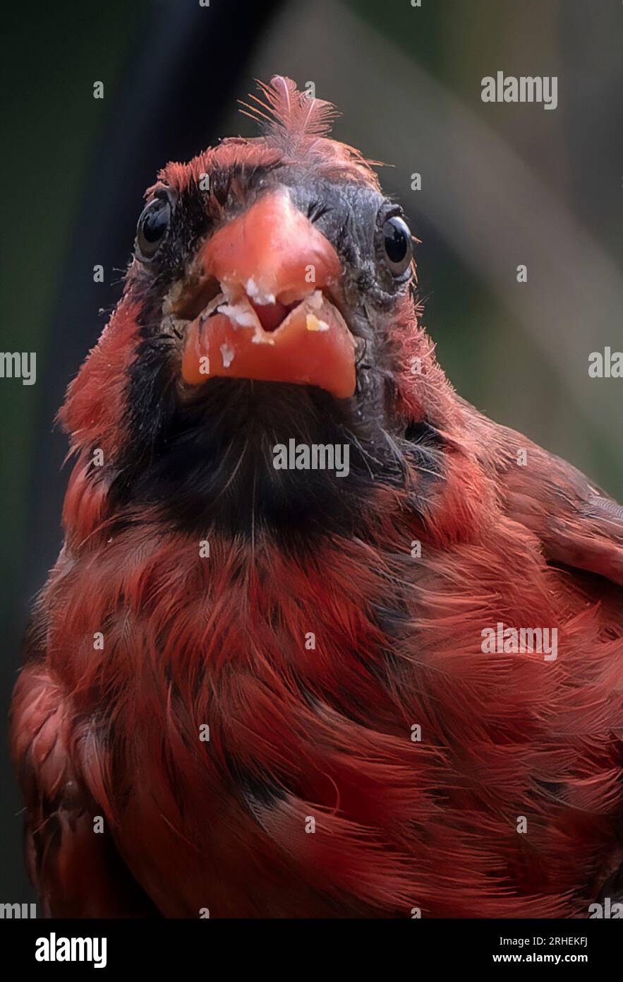 Molting cardinal hi-res stock photography and images - Alamy