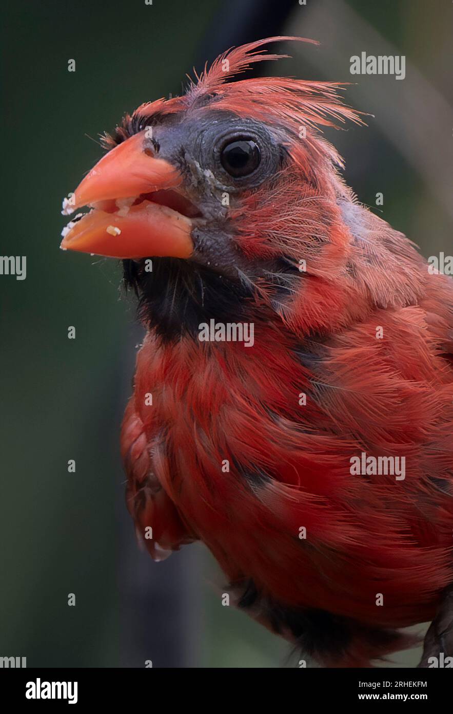 Molting cardinal hi-res stock photography and images - Alamy