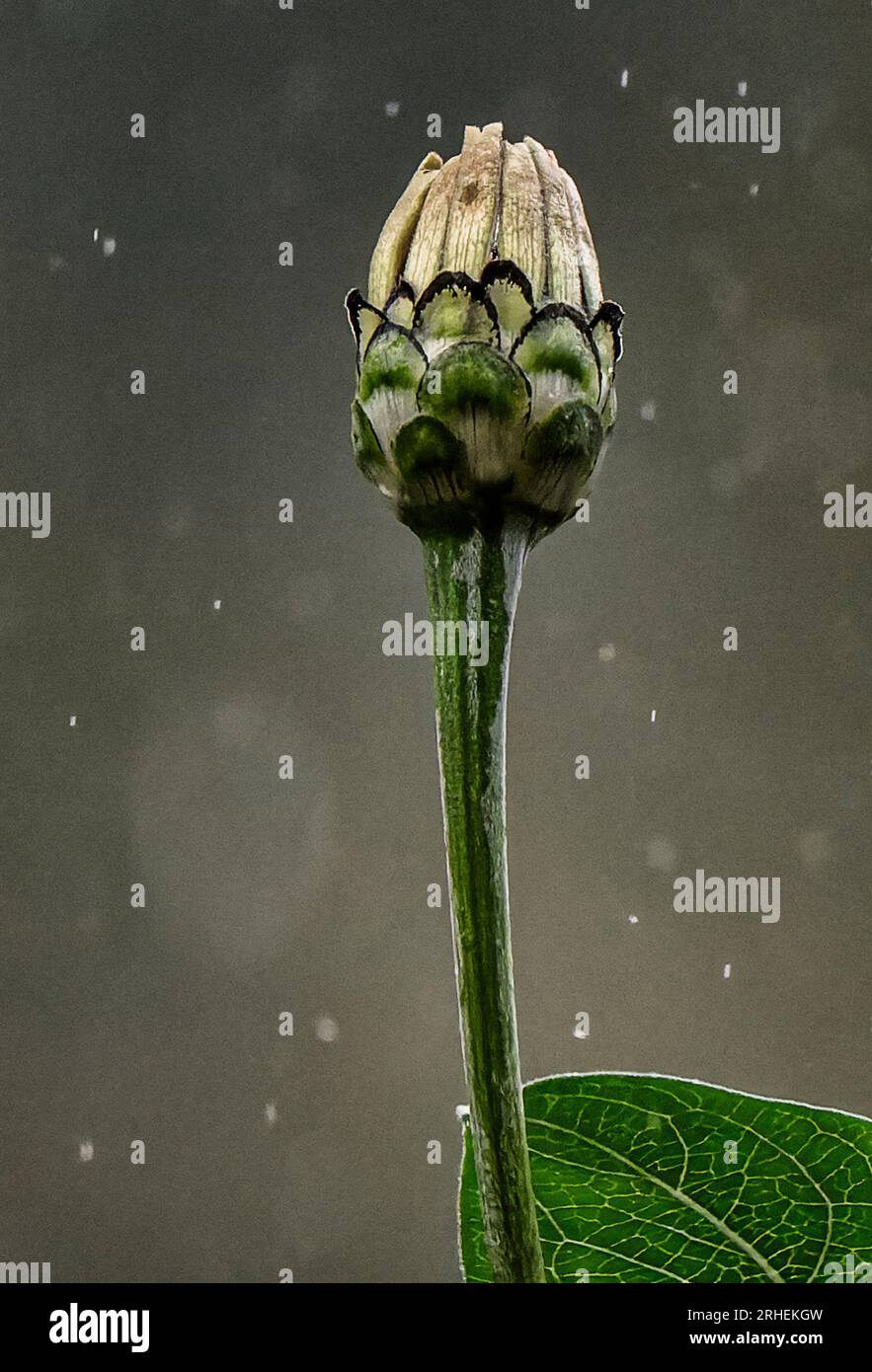Sunflower pod unopened hi-res stock photography and images - Alamy