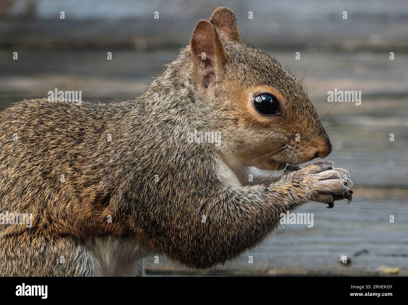 Gray squirrel nibbles on food hi-res stock photography and images - Alamy