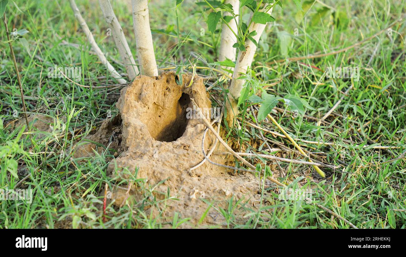 home eco ecological ants nest. Worker ants in a natural anthill, detail ...