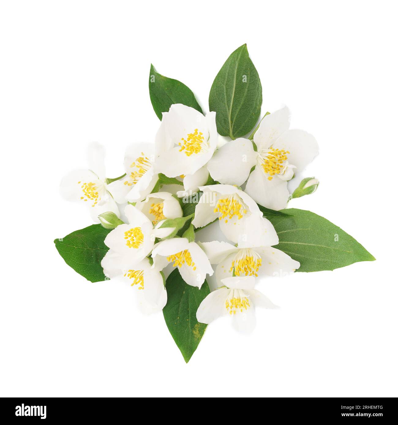 Jasmine bush white background Cut Out Stock Images & Pictures - Alamy