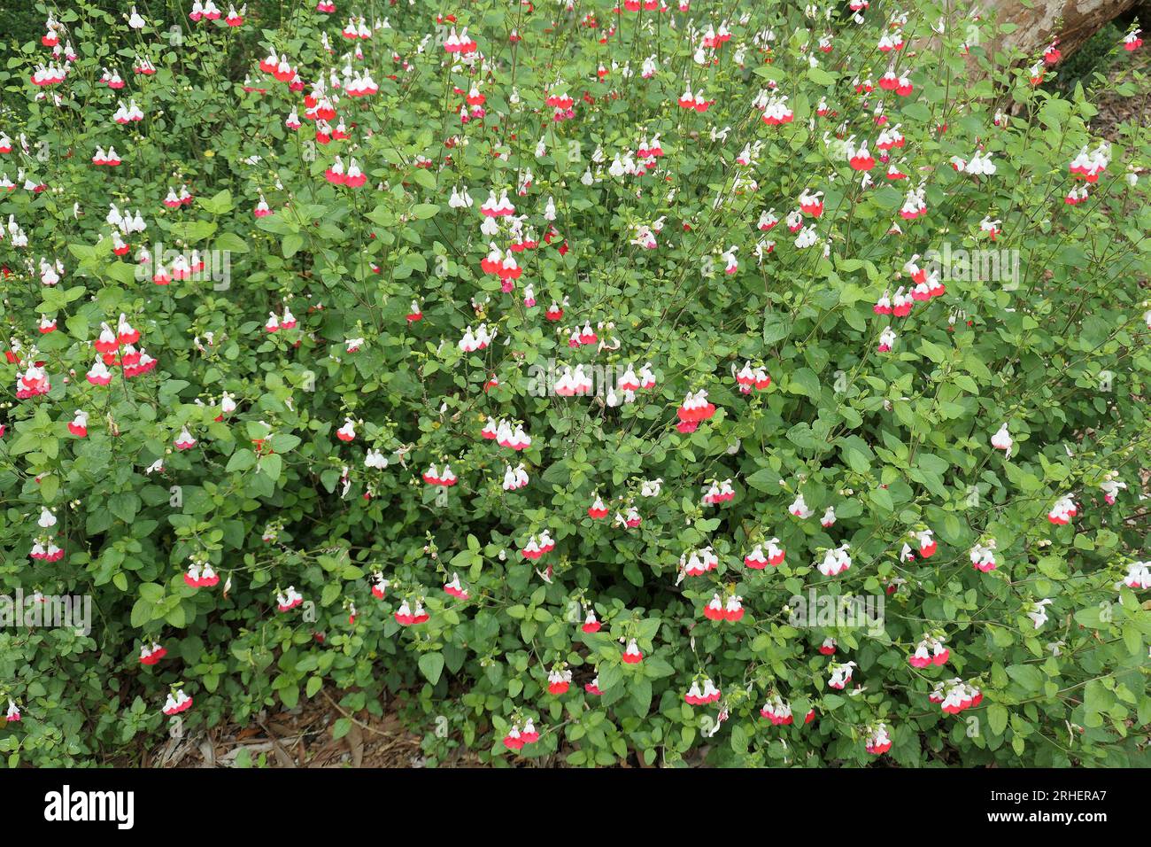 Salvia hotlips red hi-res stock photography and images - Alamy