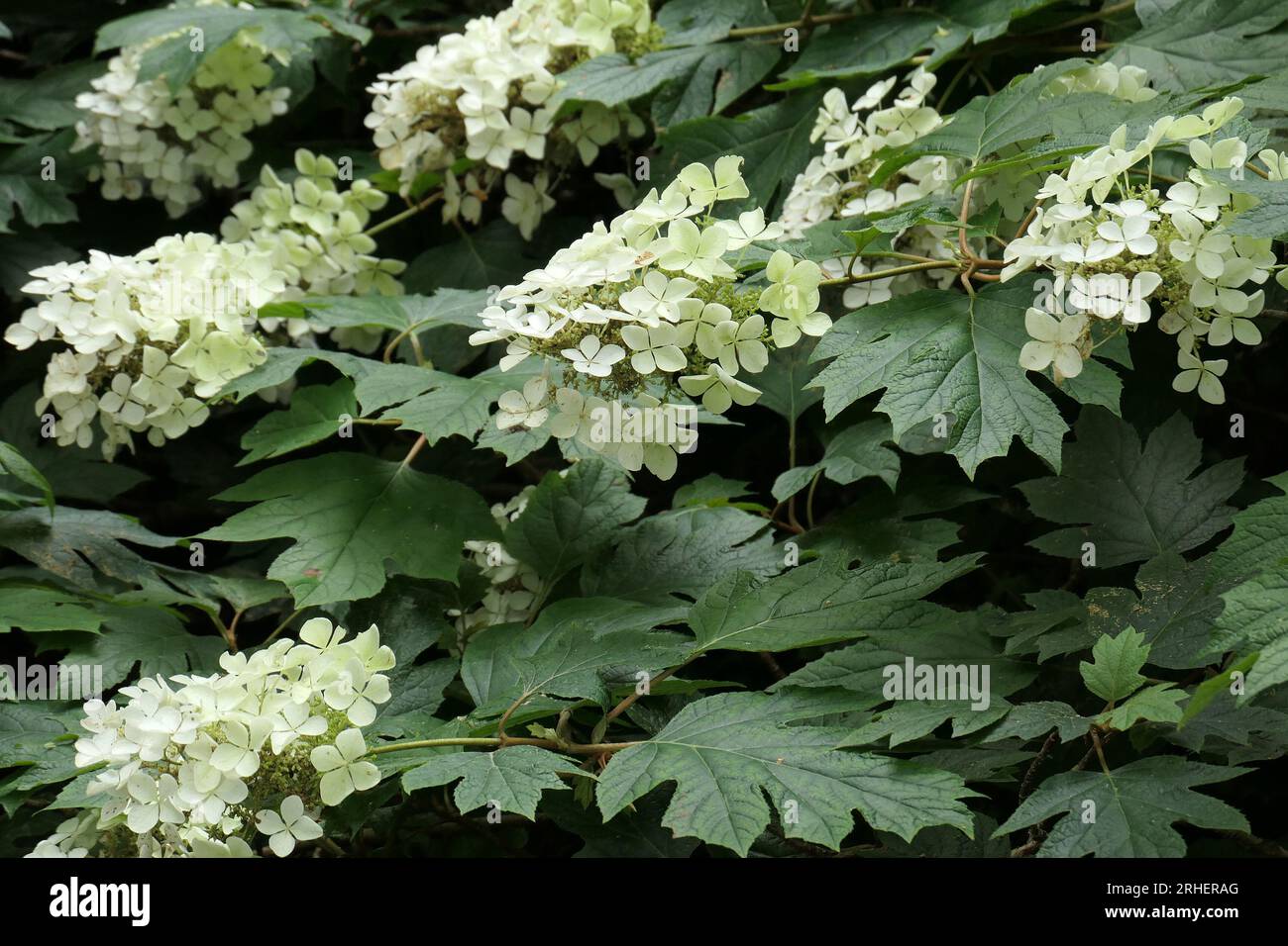 Closeup of the white conical flowerheads and leaves of the summer flowering perennial garden ...