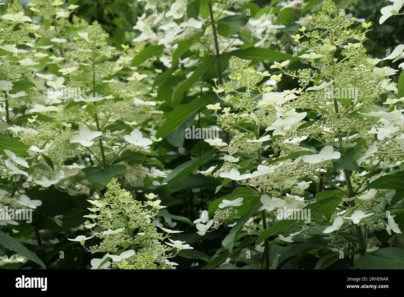 Closeup of white flowering upright flower stems of the summer flowering ...