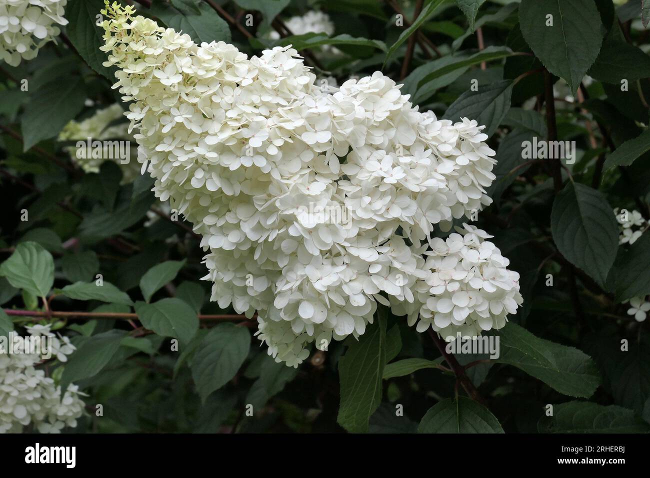 Hydrangea paniculata vanille fraise single flower hi-res stock ...