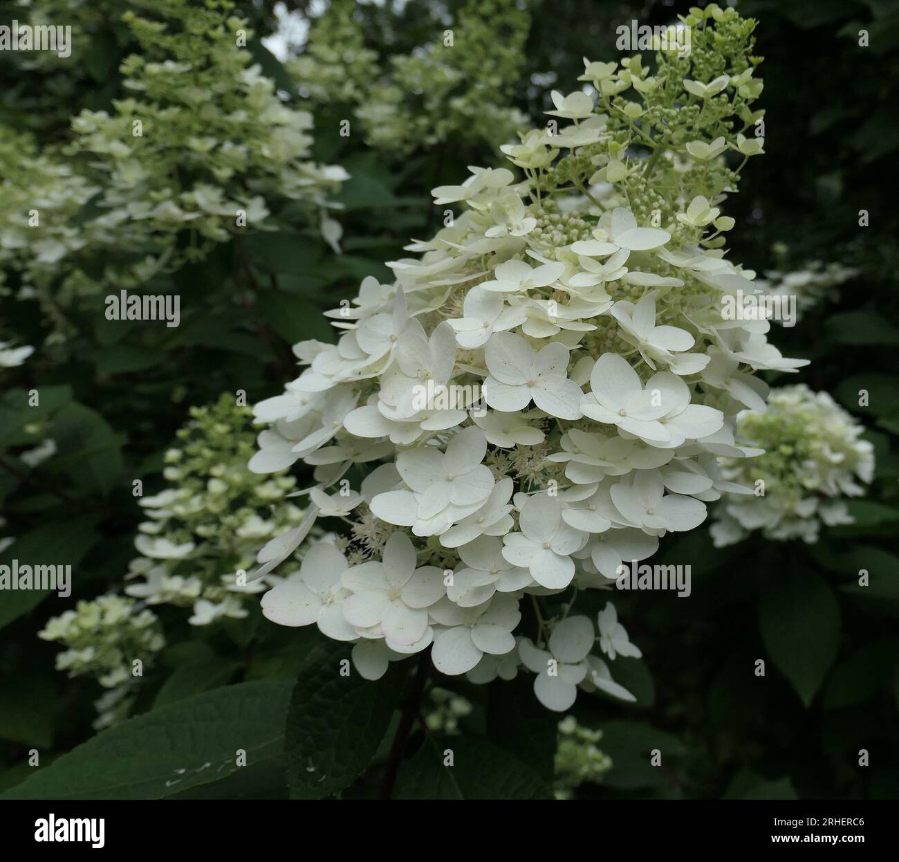 Closeup of a single flower of the the white conical summer flowering ...