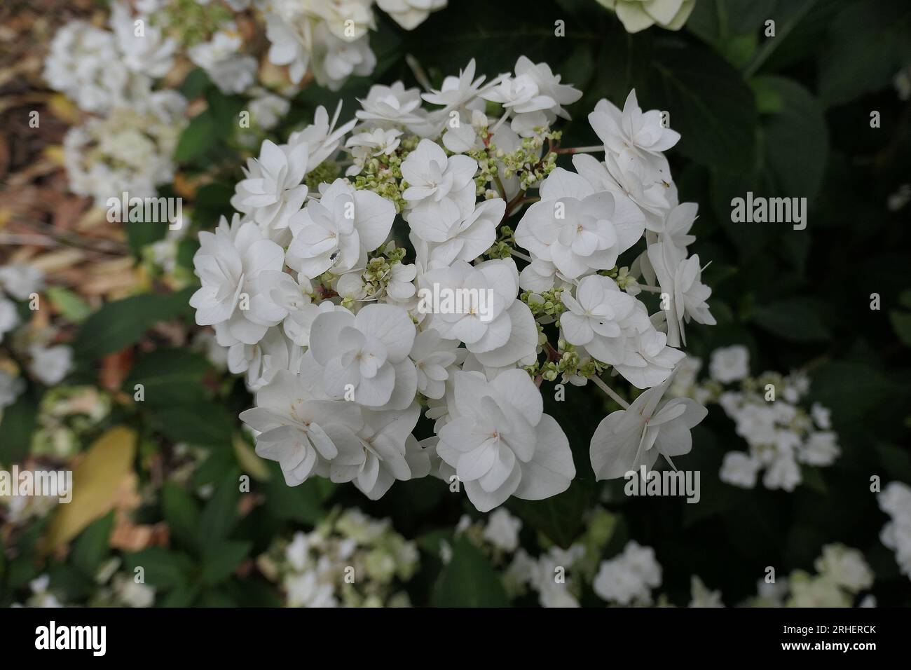 Hydrangea Wedding Gown Uk