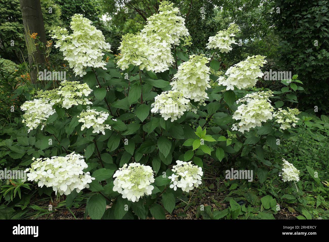 Closeup of the white conical flowers of the compact summer flowering ...