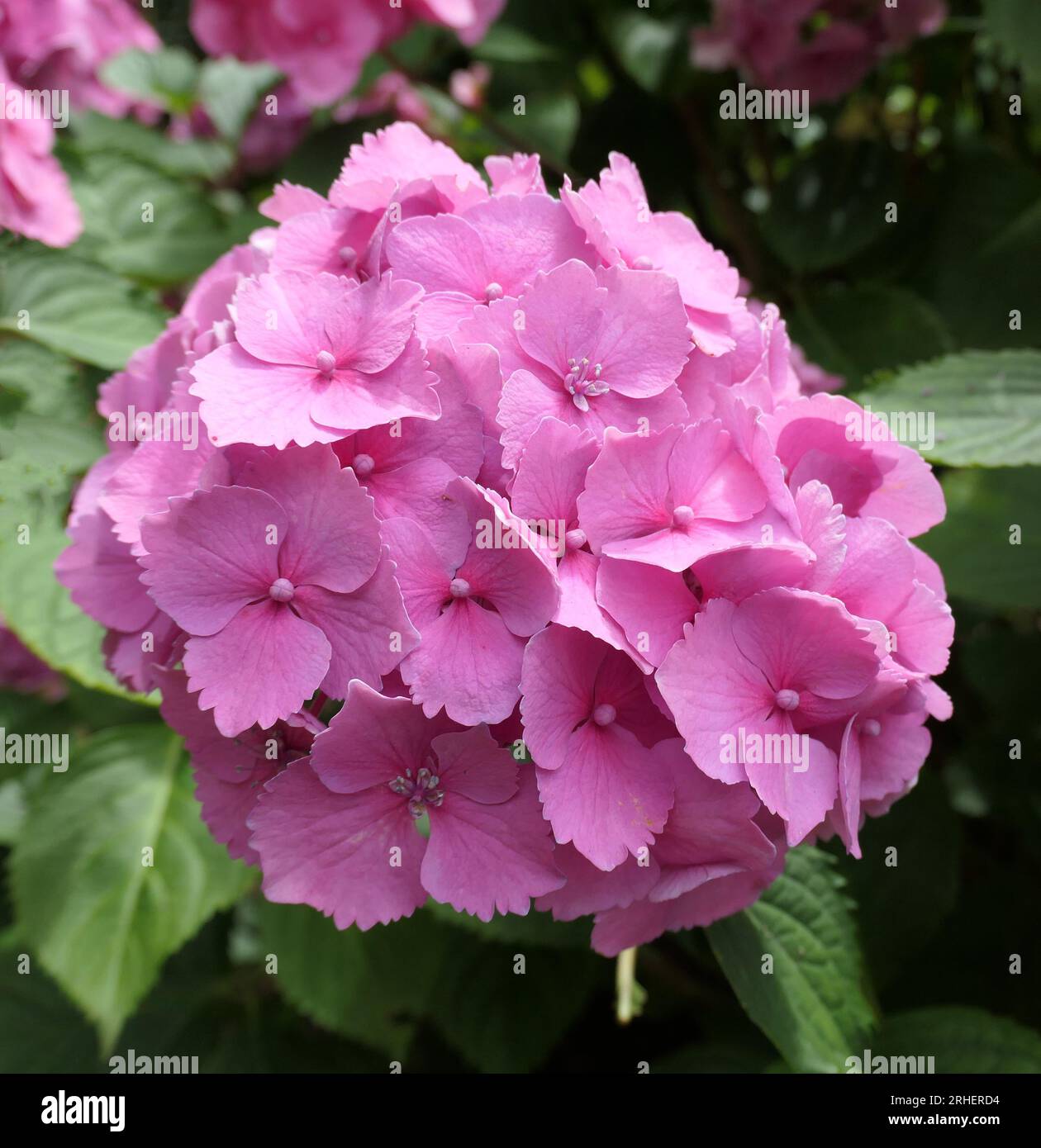 Hydrangea macrophylla altona hi-res stock photography and images - Alamy