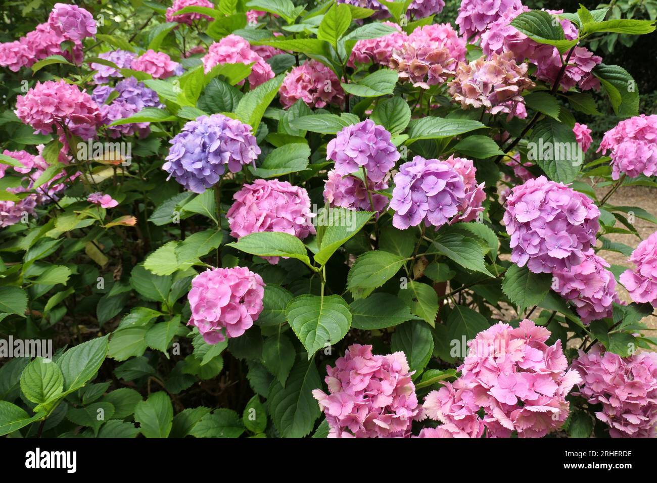 Hydrangea macrophylla altona hi-res stock photography and images - Alamy
