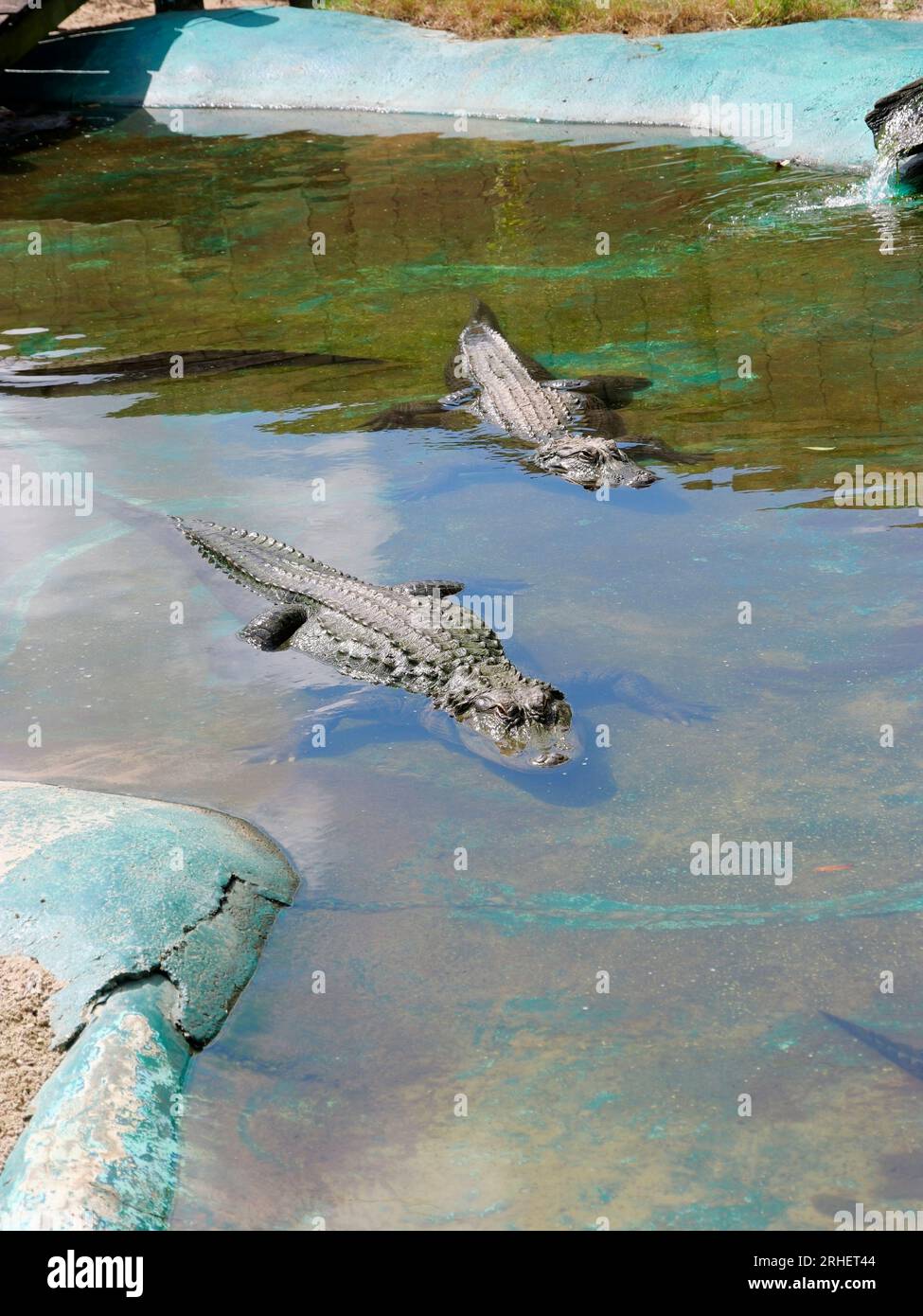American Alligator in Southern Swampy Bayou Habitat Stock Photo - Alamy