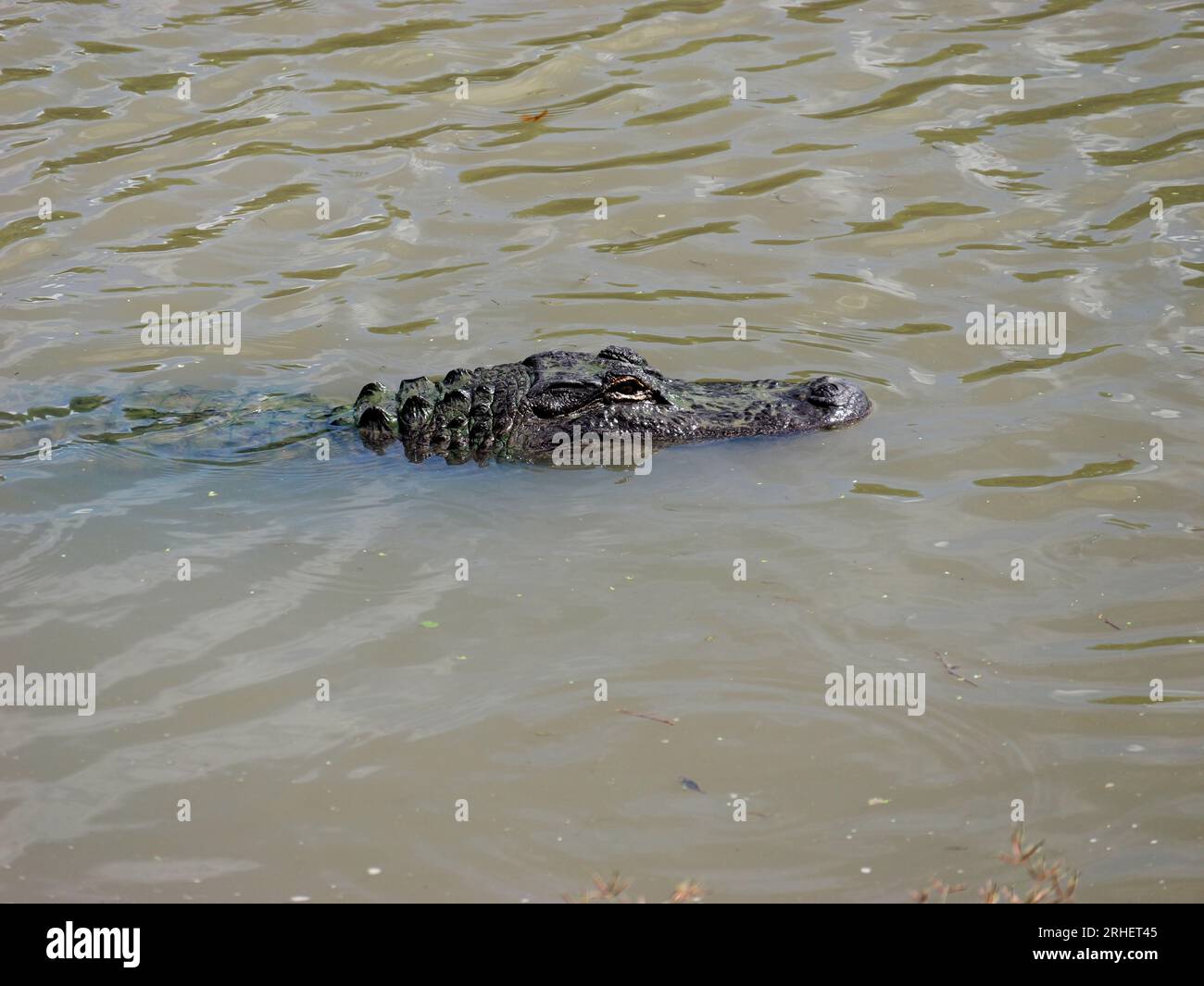 American Alligator in Southern Swampy Bayou Habitat Stock Photo - Alamy