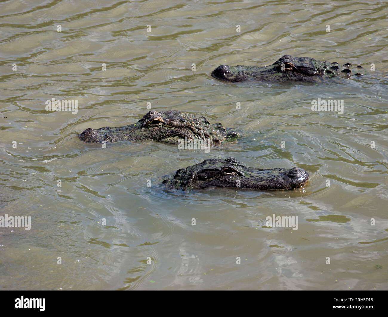 American Alligator in Southern Swampy Bayou Habitat Stock Photo - Alamy