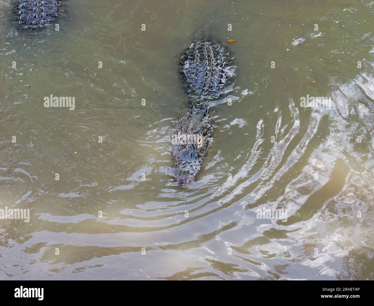 American Alligator in Southern Swampy Bayou Habitat Stock Photo - Alamy