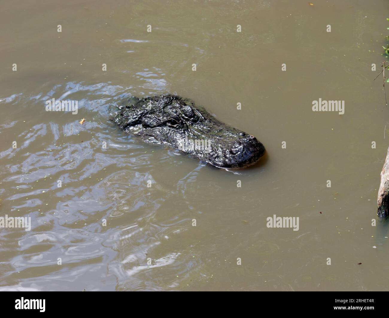 American Alligator in Southern Swampy Bayou Habitat Stock Photo - Alamy
