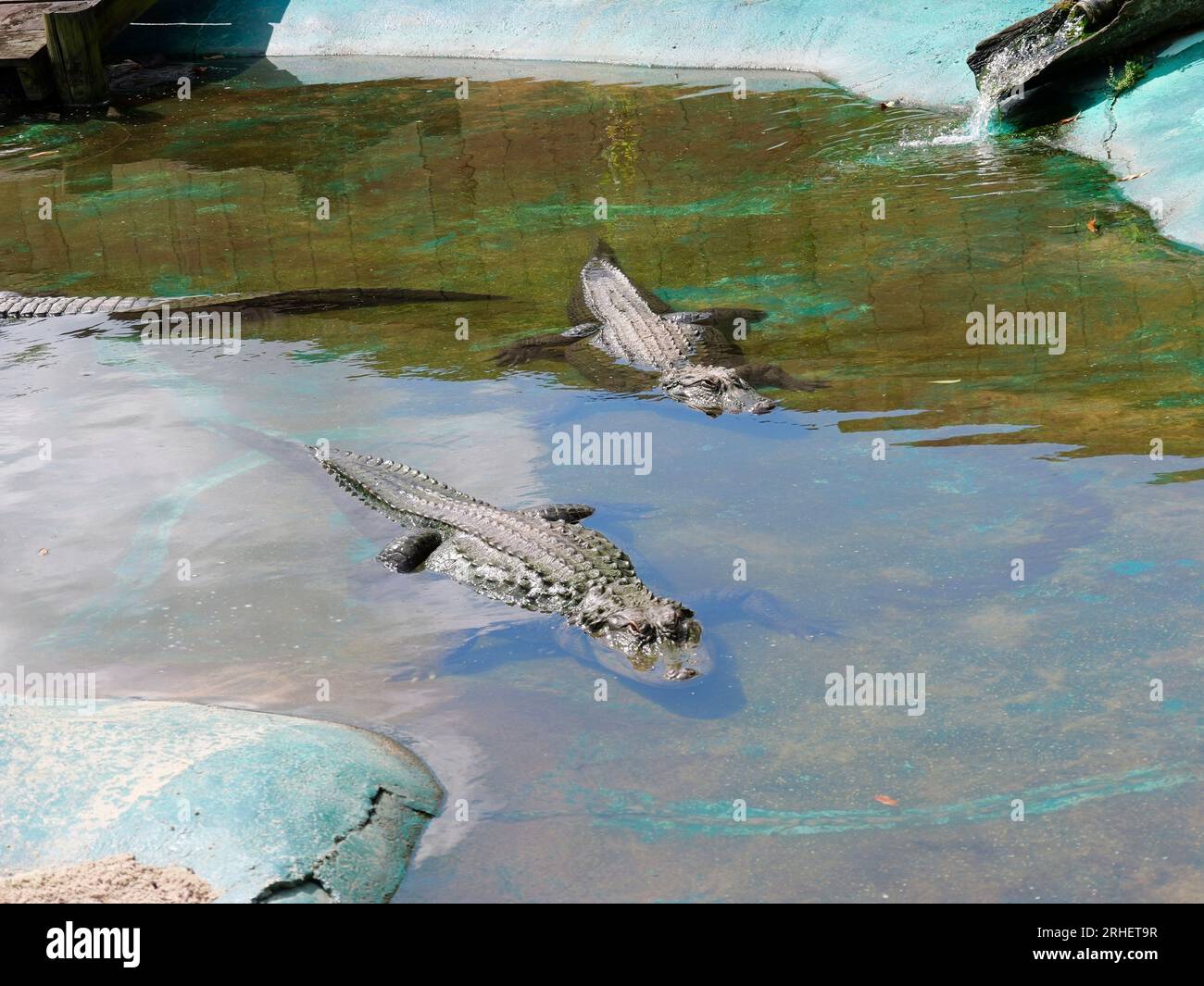 American Alligator in Southern Swampy Bayou Habitat Stock Photo - Alamy