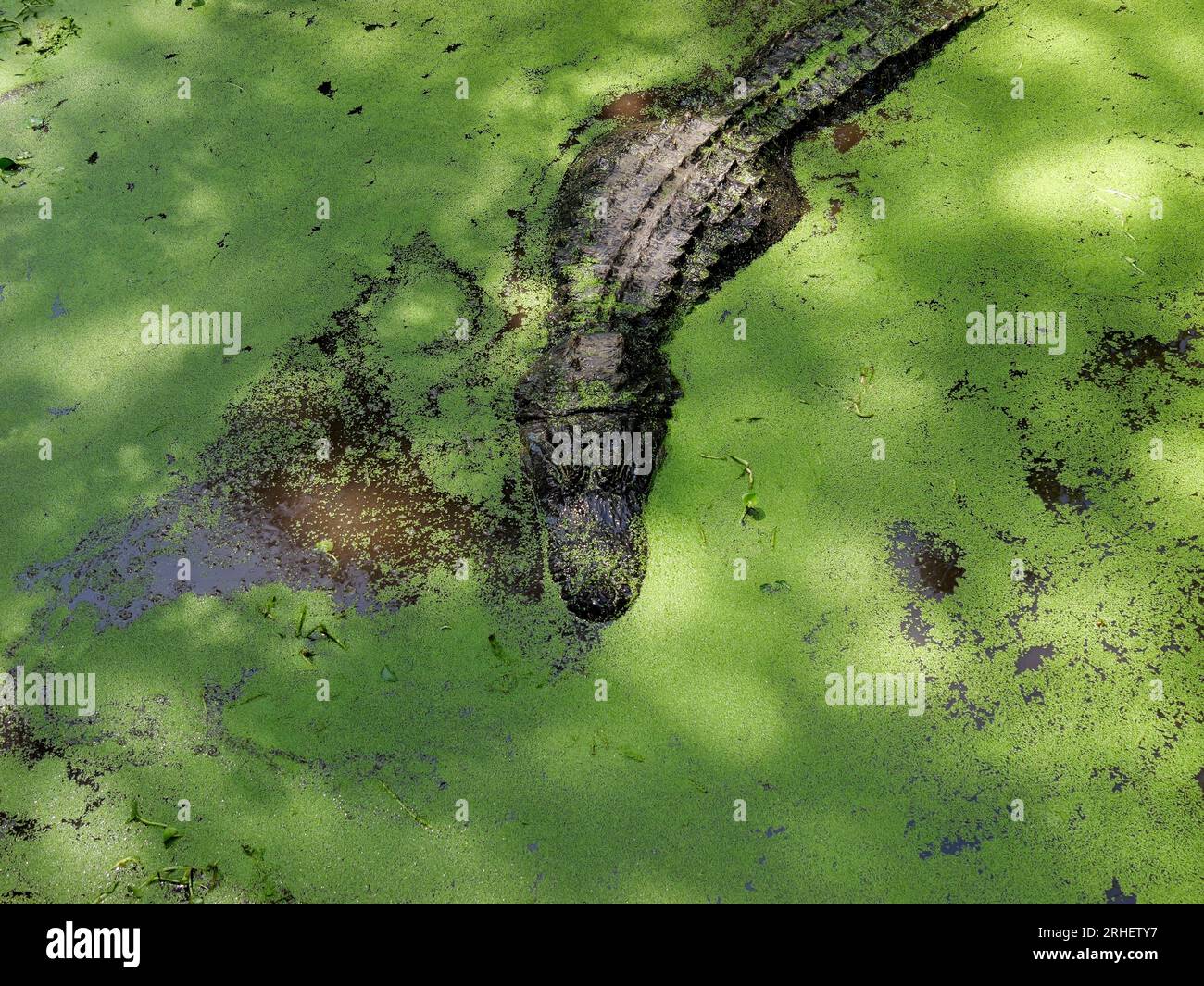 American Alligator in Southern Swampy Bayou Habitat Stock Photo - Alamy